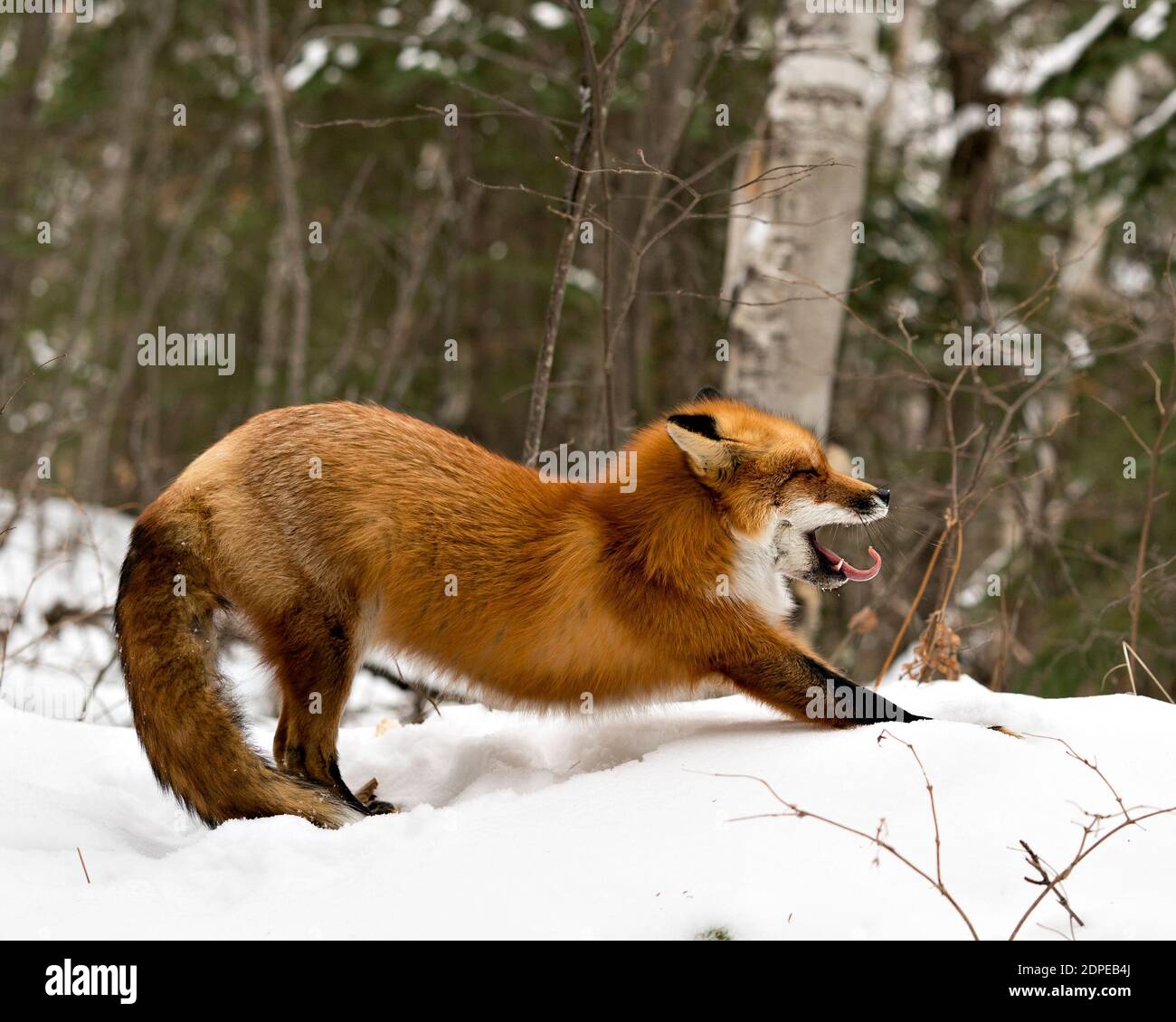 Red fox yawning and stretching displaying open mouth, teeth, tongue ...
