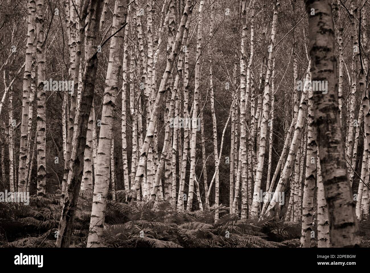 Tall birch hi-res stock photography and images - Alamy