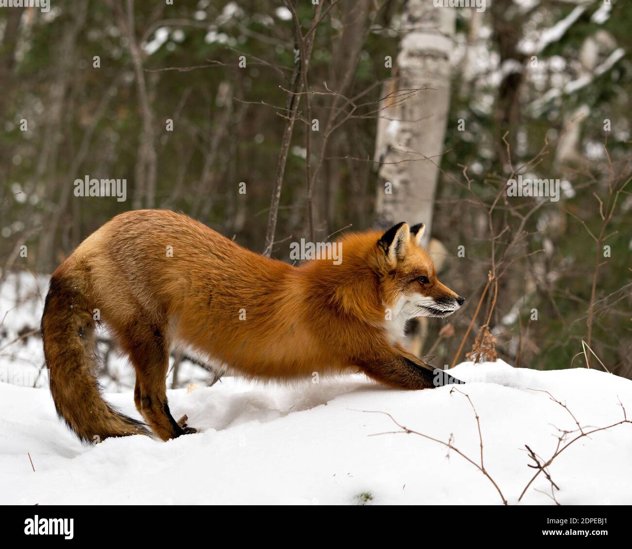 Red fox stretching body in the winter season in its environment and ...