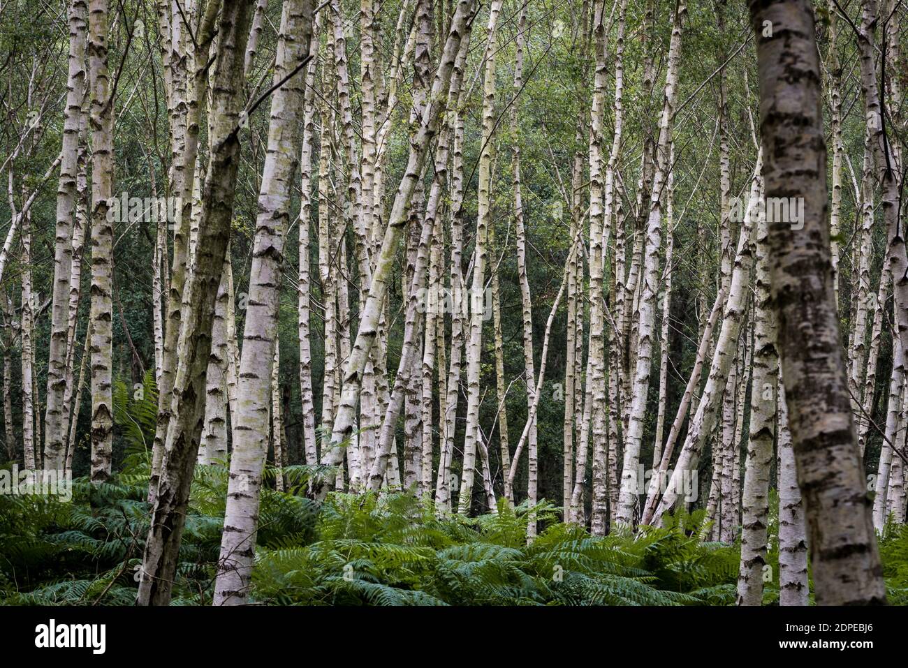 Tall birch hi-res stock photography and images - Alamy