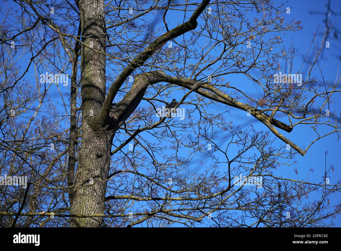 A low angle view of the branches of the tree without any leaves on them ...