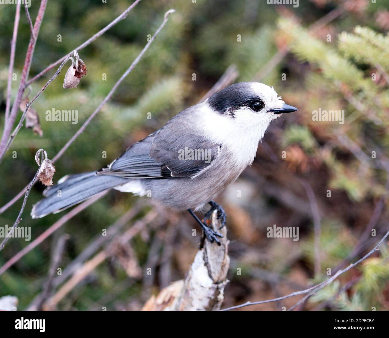 Grey jay bird watching image hi-res stock photography and images - Alamy