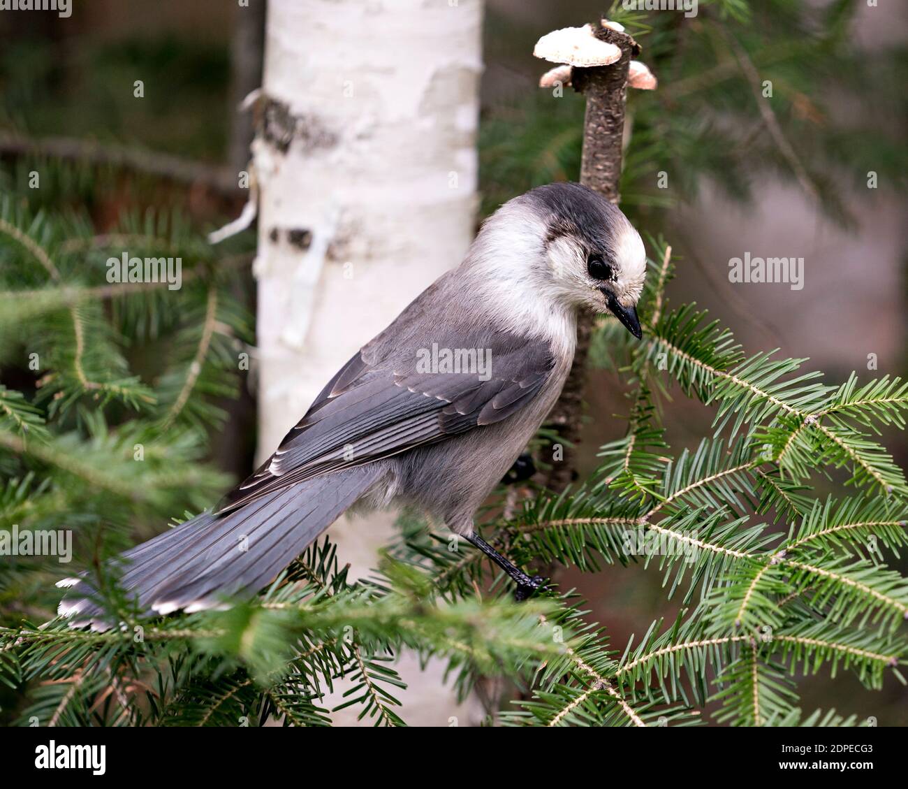 Grey Jay close-up profile view on a fir tree branch with a blur ...
