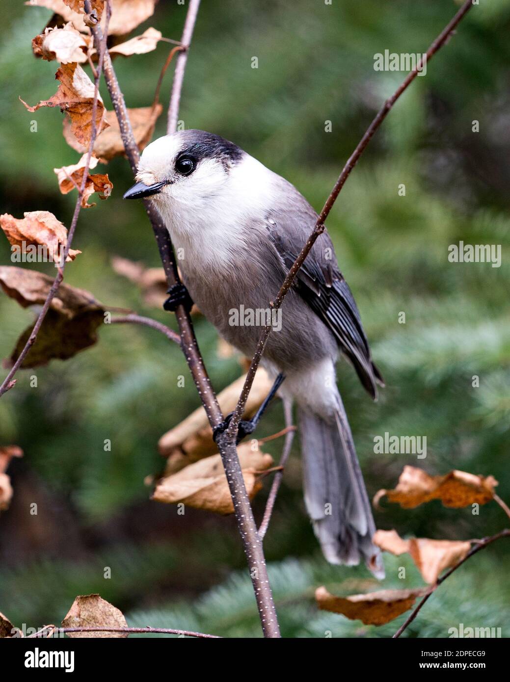 Grey Jay close-up profile view on a branch with a blur background in ...