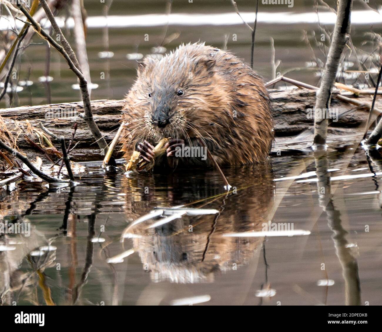 Muskrat showing pictures hi-res stock photography and images - Alamy