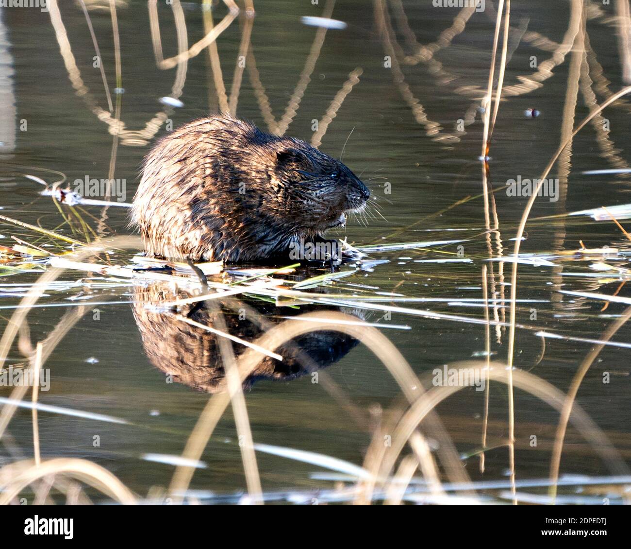 Muskrat stock photos. Muskrat in the water displaying its brown fur by ...