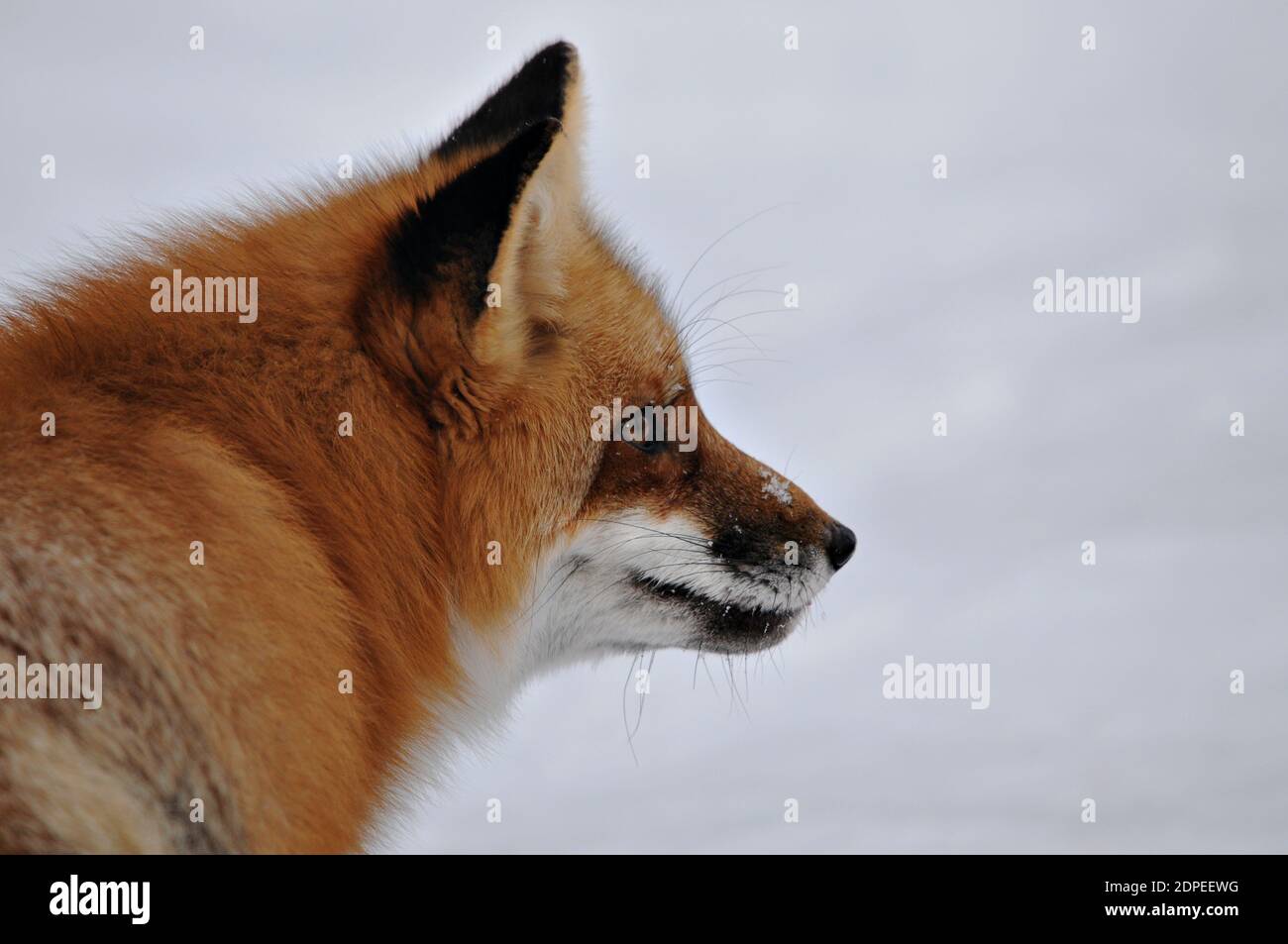 Red fox head shot looking to the right side in the winter season in its ...