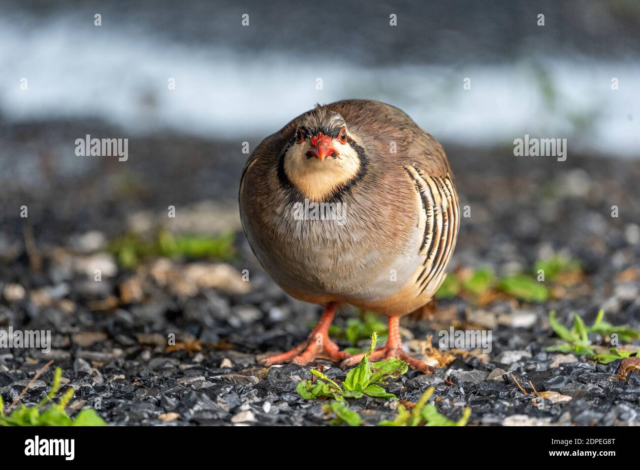 A portrait of a wild chukar bird on the ground Stock Photo - Alamy