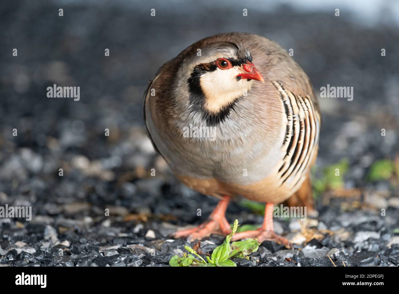 A beautiful wild chukar bird on the ground Stock Photo - Alamy