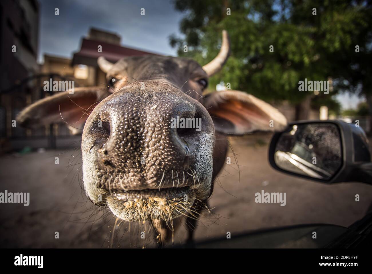 Cattle car interior hi-res stock photography and images - Alamy