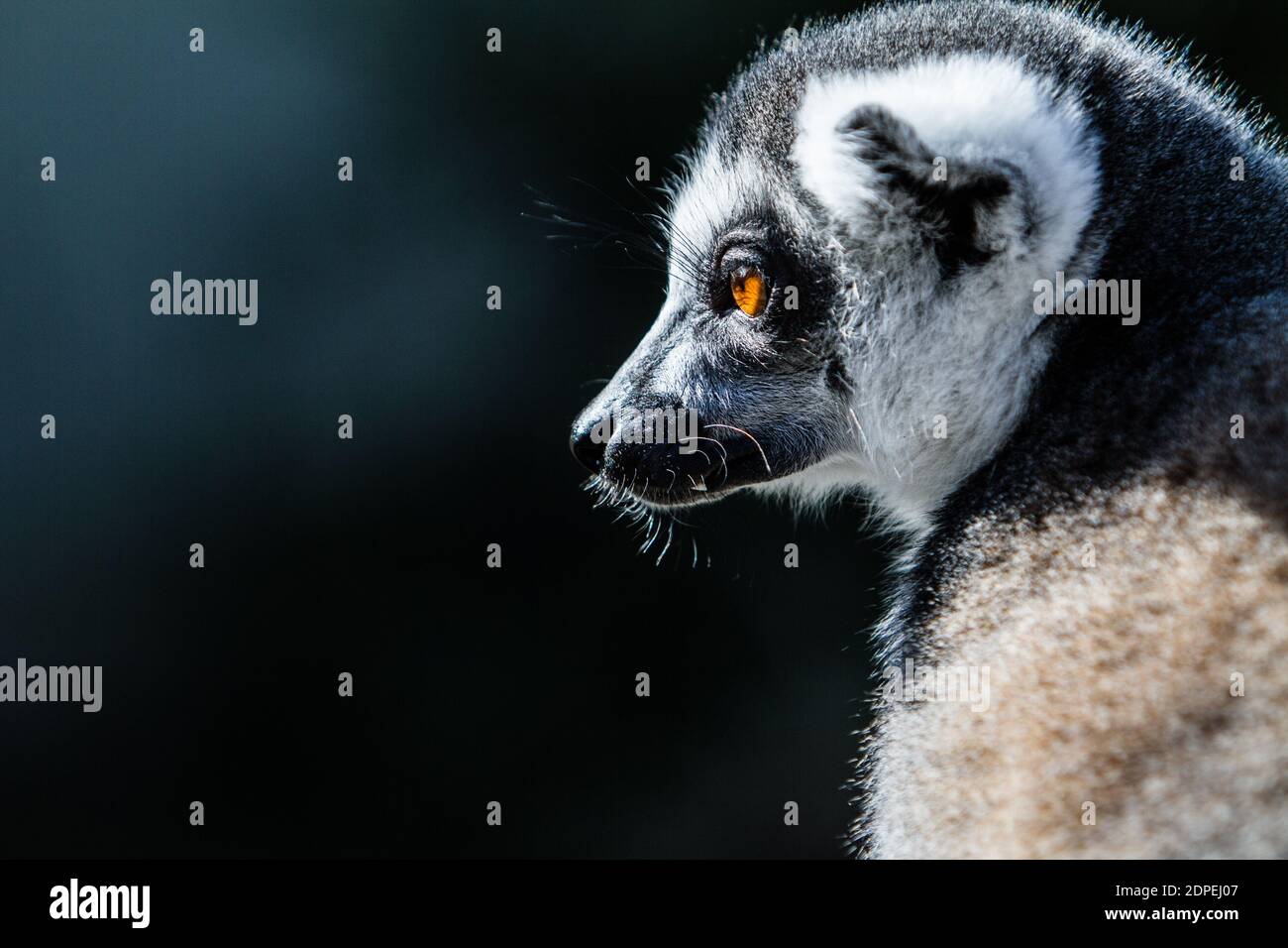 Lemur Side Profile High Resolution Stock Photography and Images - Alamy