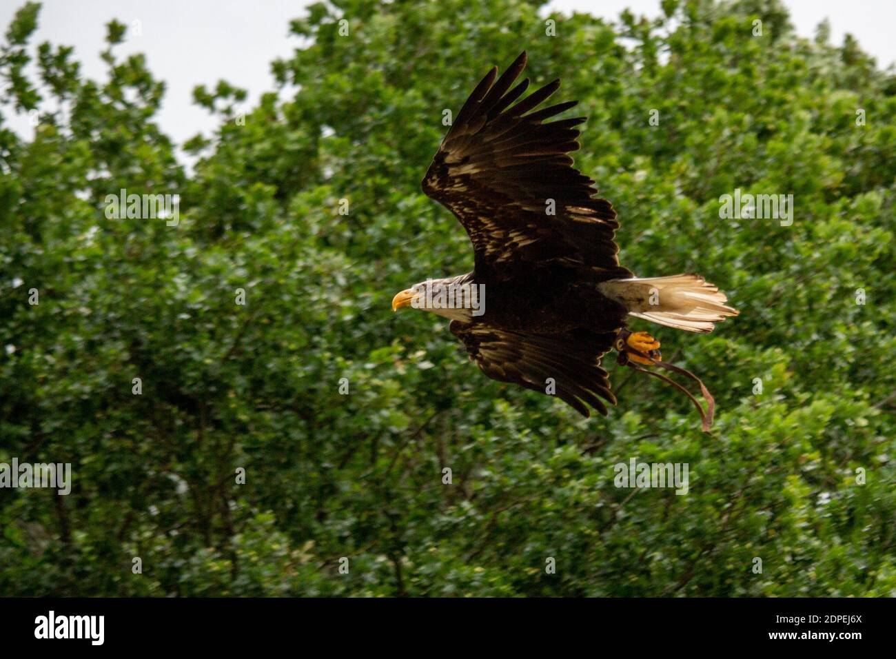 Eagle flying across the sky Stock Photo - Alamy