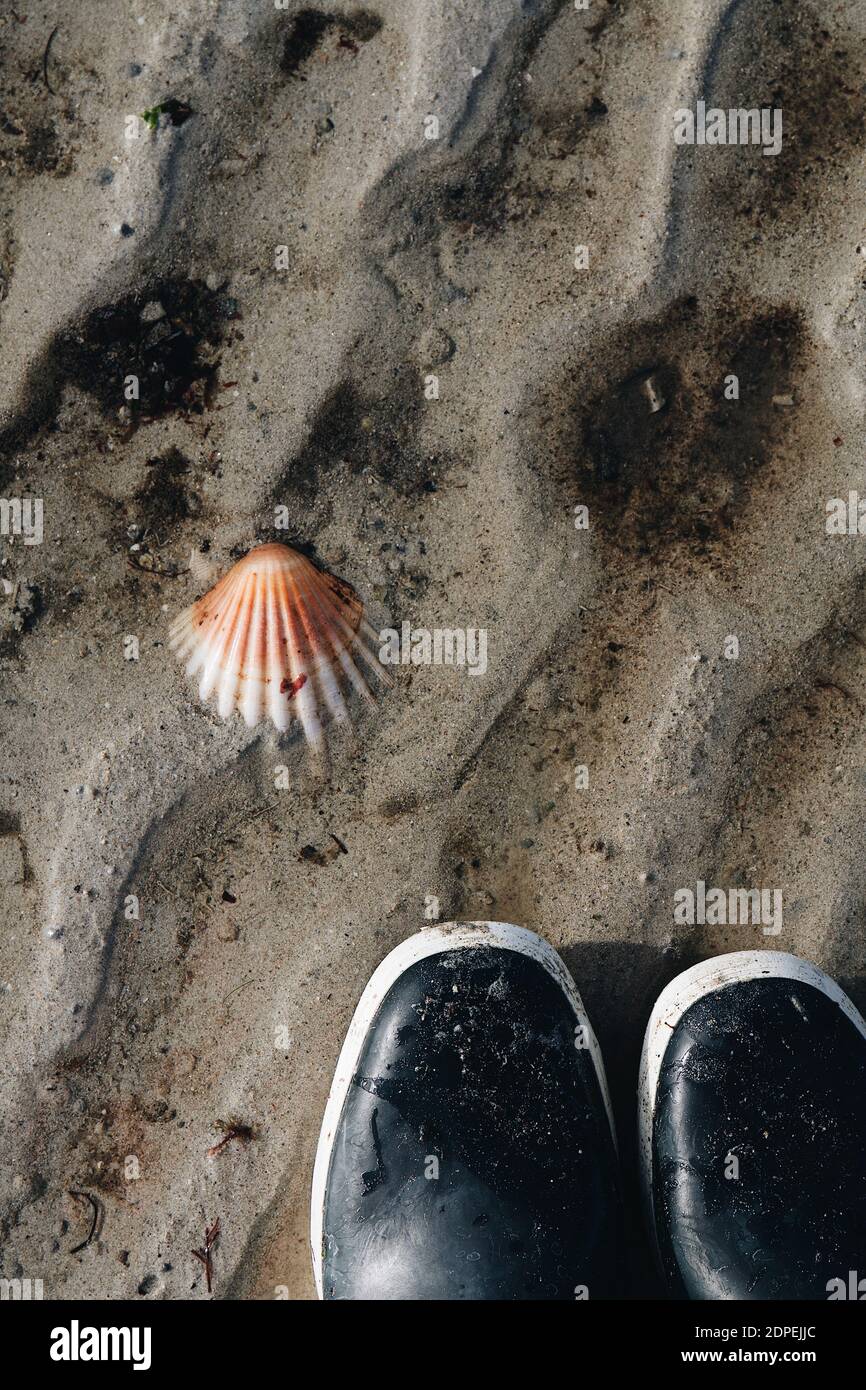 A vertical shot of someone's feet and a shell at the beach Stock Photo ...