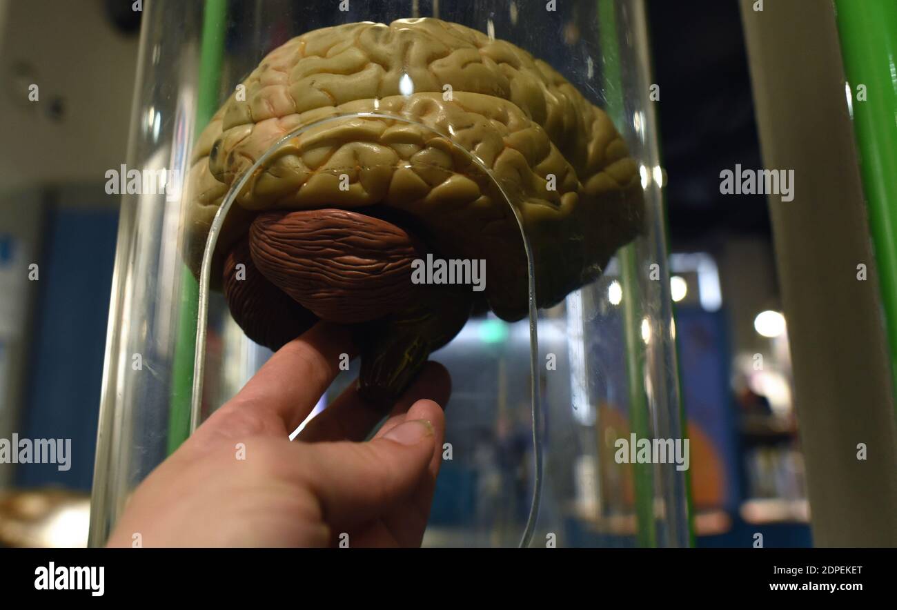 Hand holding human brain in hi-res stock photography and images - Alamy