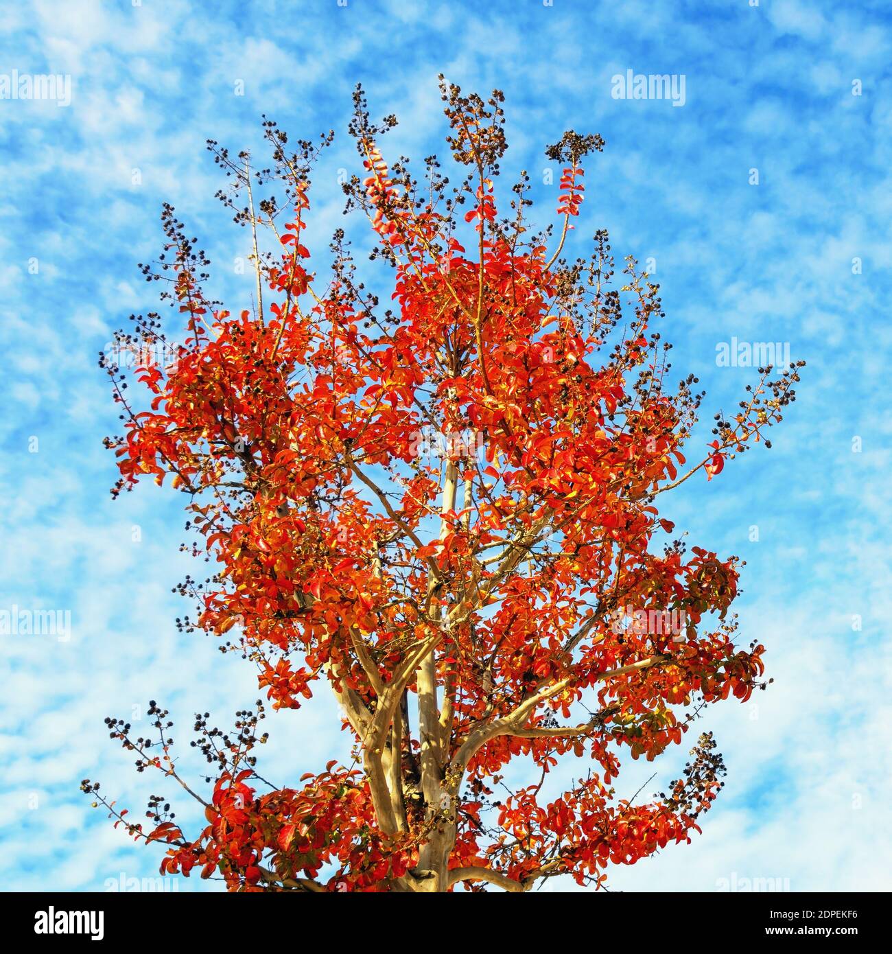 Beautiful autumn tree with bright red leaves. Crepe Myrtle tree ...