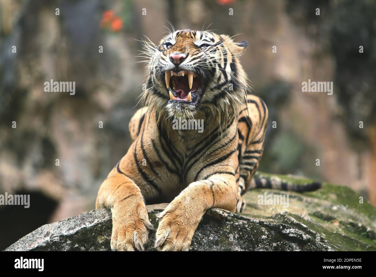 Tiger roaring rock hi-res stock photography and images - Alamy