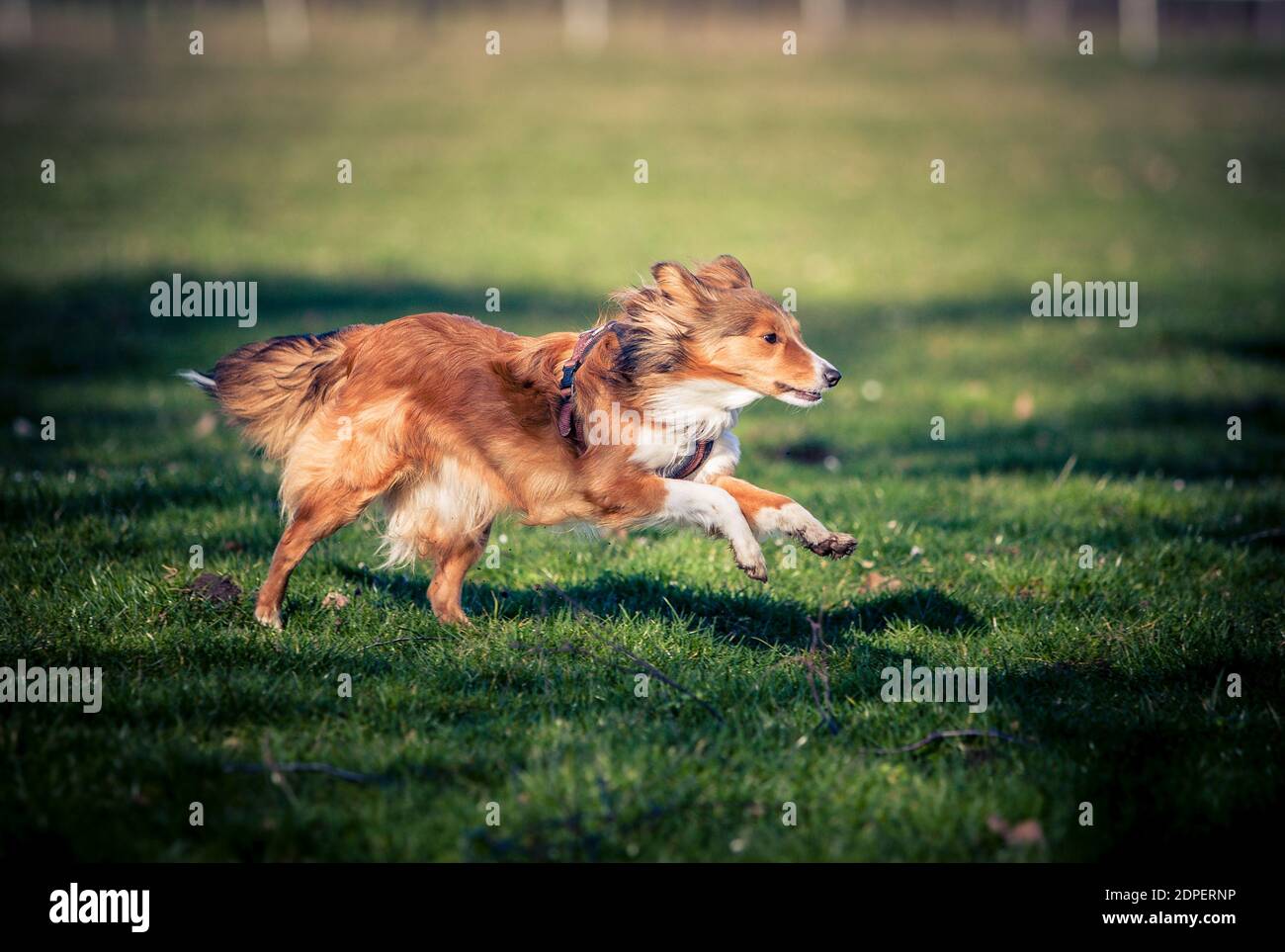 Shetland sheepdog running on hi-res stock photography and images - Alamy
