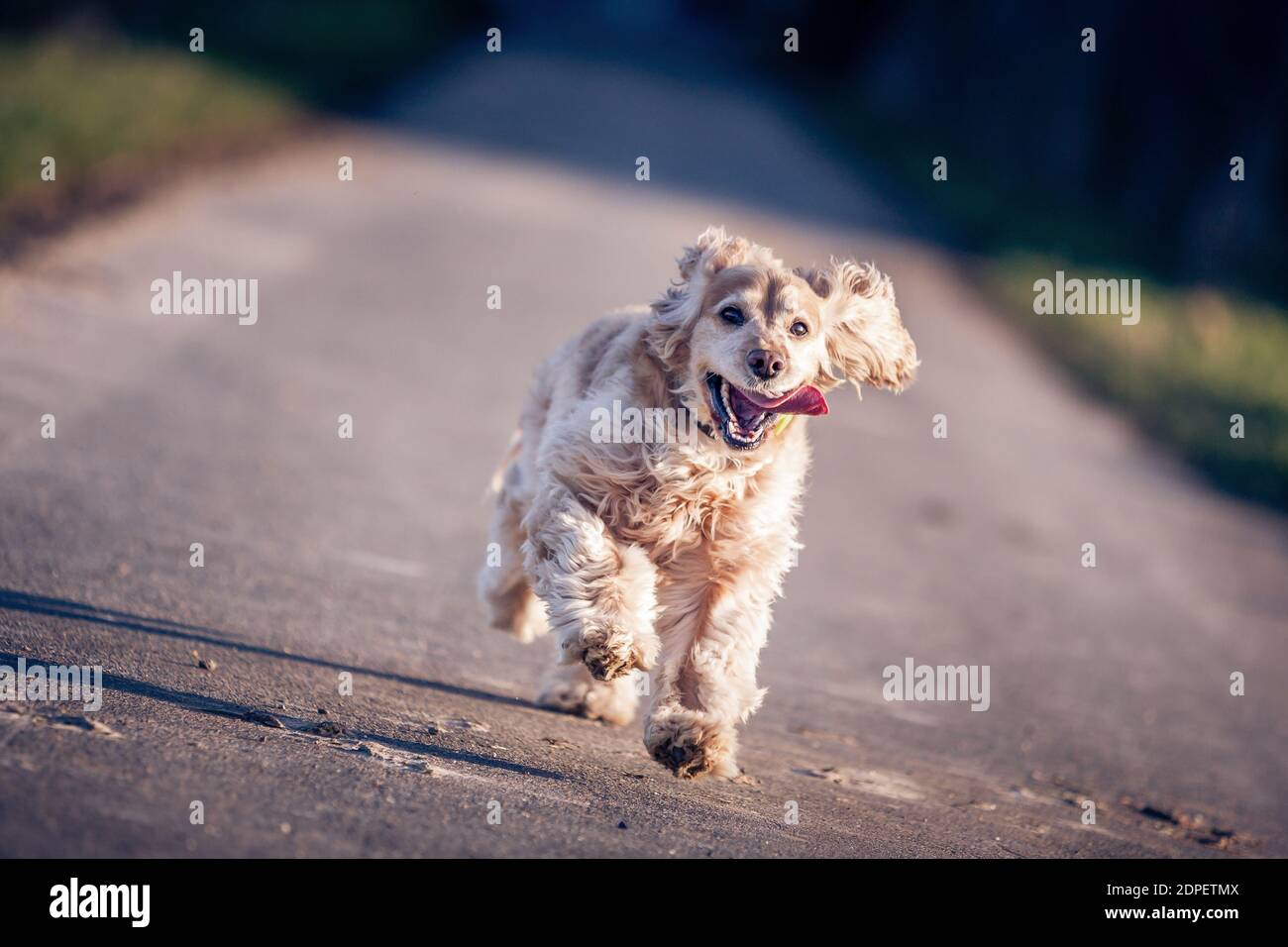 Dog Running On Footpath Stock Photo - Alamy