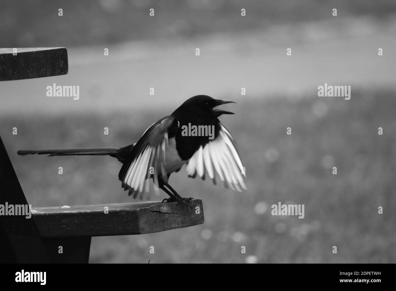 Magpie bird with wings spread hi-res stock photography and images - Alamy