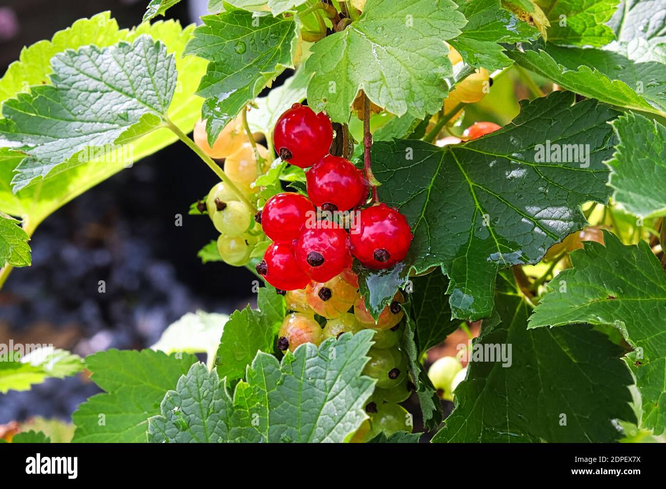 Immature green currants hi-res stock photography and images - Alamy