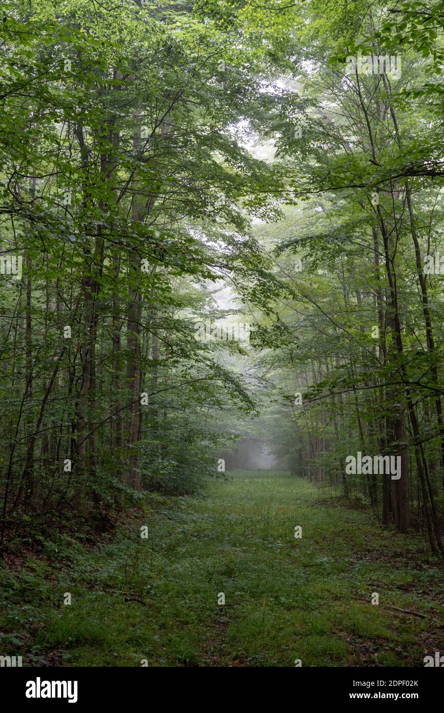 Light through underbrush hi-res stock photography and images - Alamy