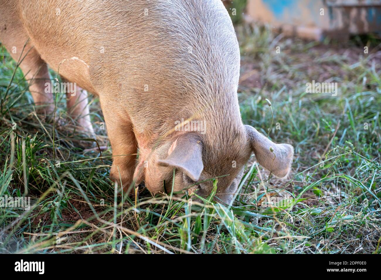 A pig rooting around in the dirt in the pasture Stock Photo - Alamy