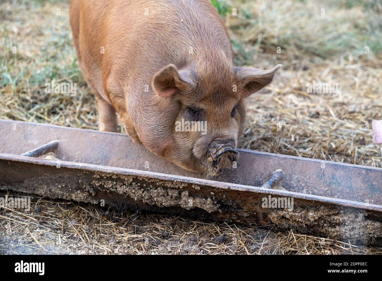 A pig eating out of a trough in the pasture Stock Photo - Alamy