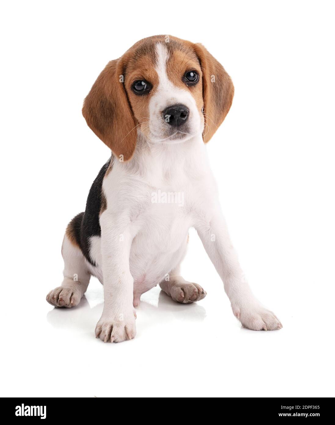 Cute sitting puppy beagle looking ahead on white background Stock Photo ...