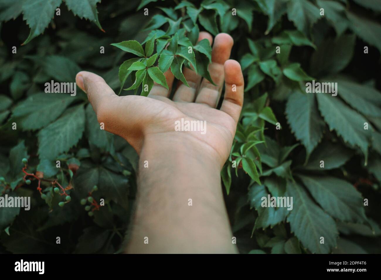 Finger touching plants hi-res stock photography and images - Alamy