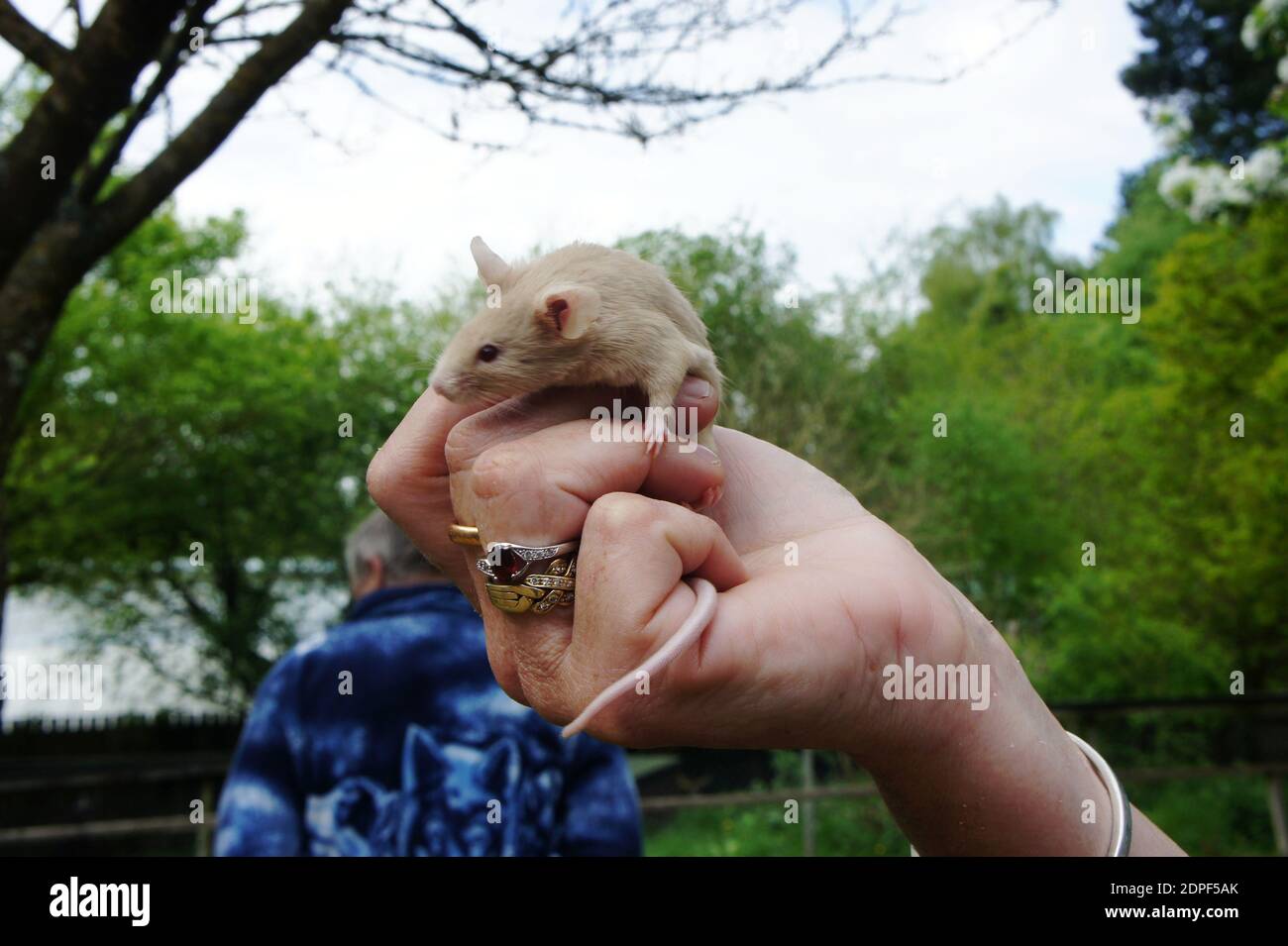 Human and its mouse pet hi-res stock photography and images - Alamy