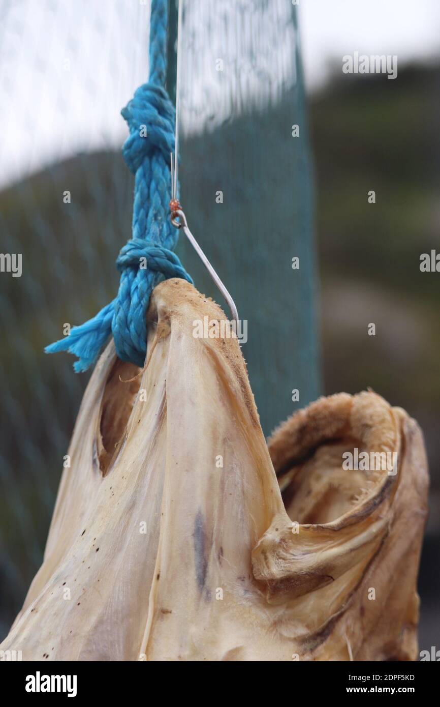 Rope tied nose hi-res stock photography and images - Alamy