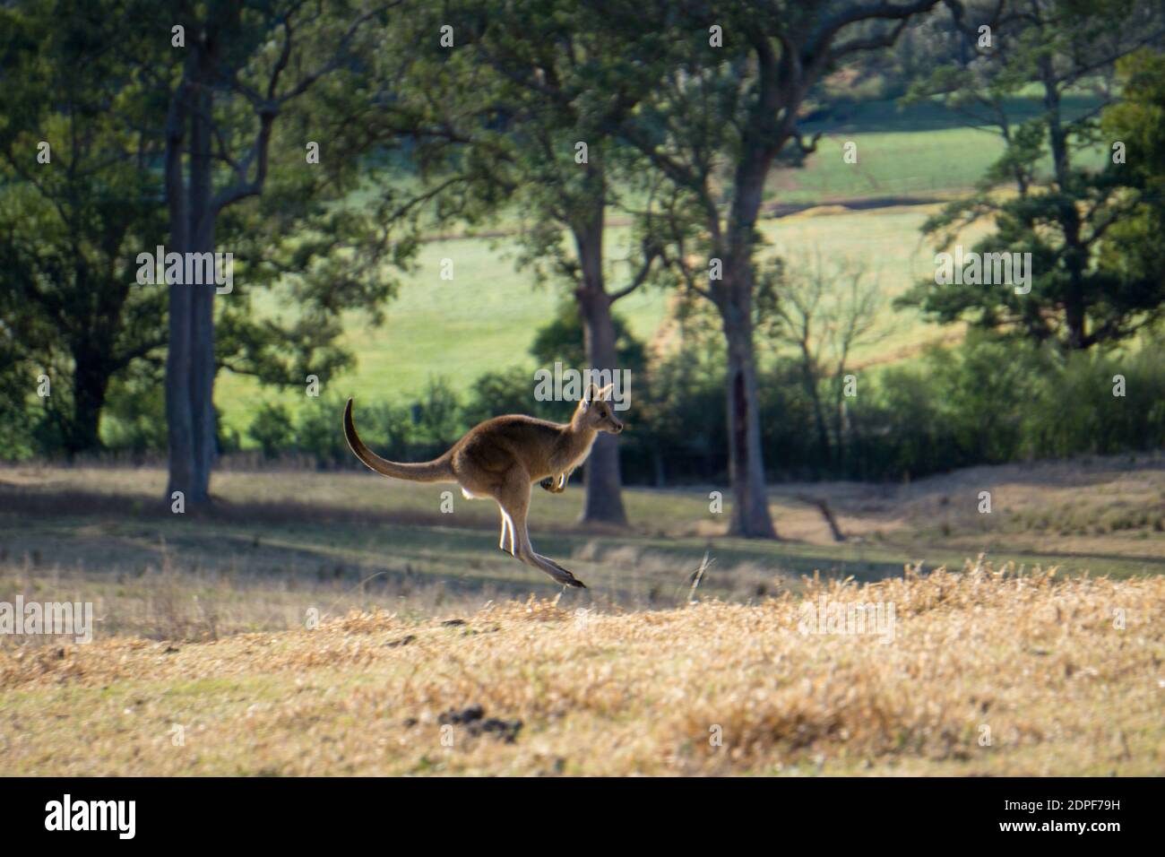 Tree kangaroo jumping hi-res stock photography and images - Alamy