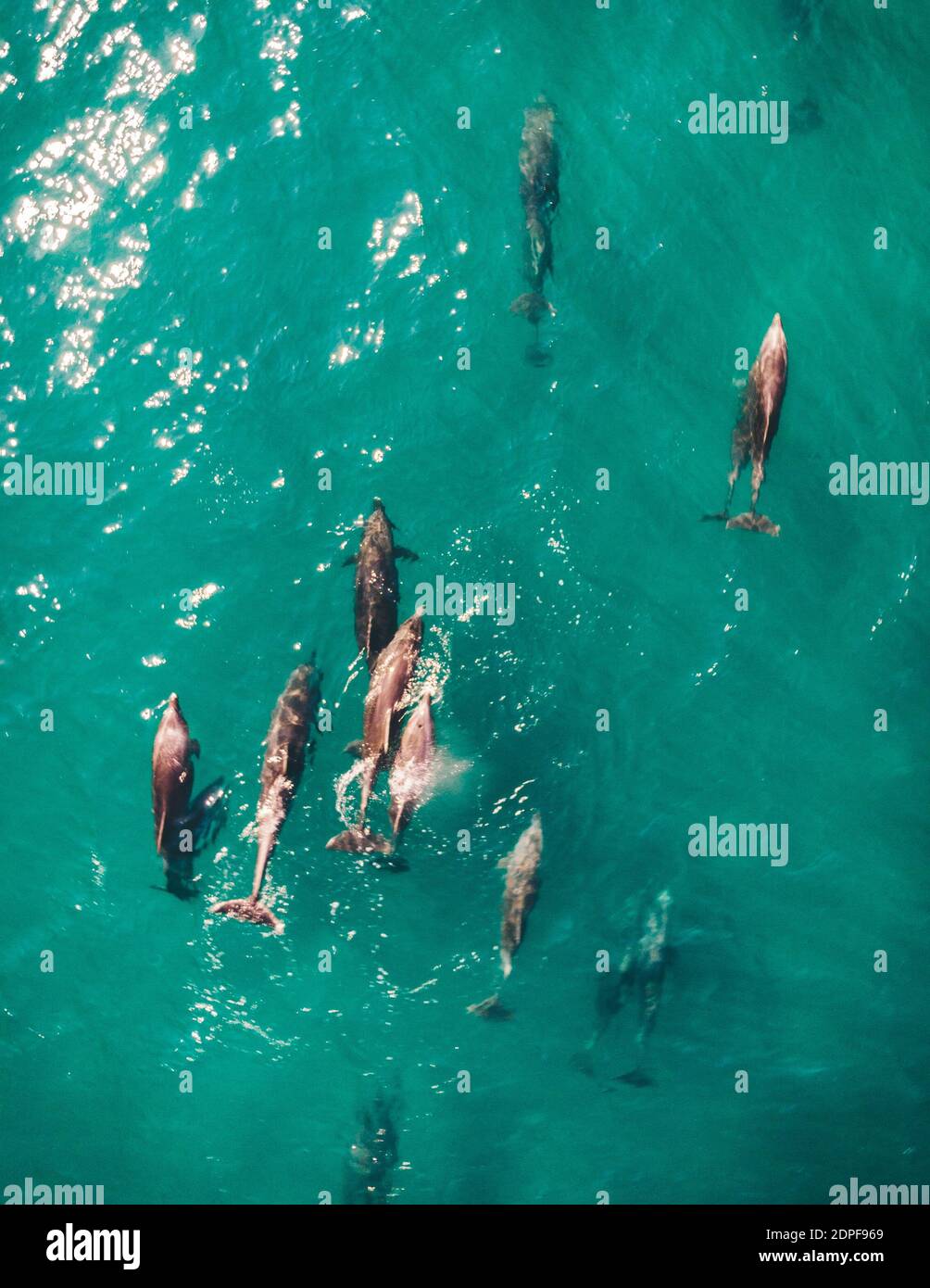 Dolphin drone hi-res stock photography and images - Alamy