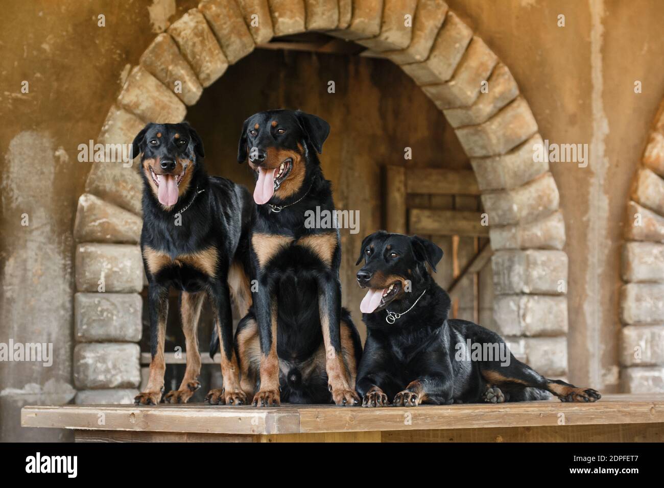 Three big black dogs of the breed Beauceron (French Shepherd) are ...