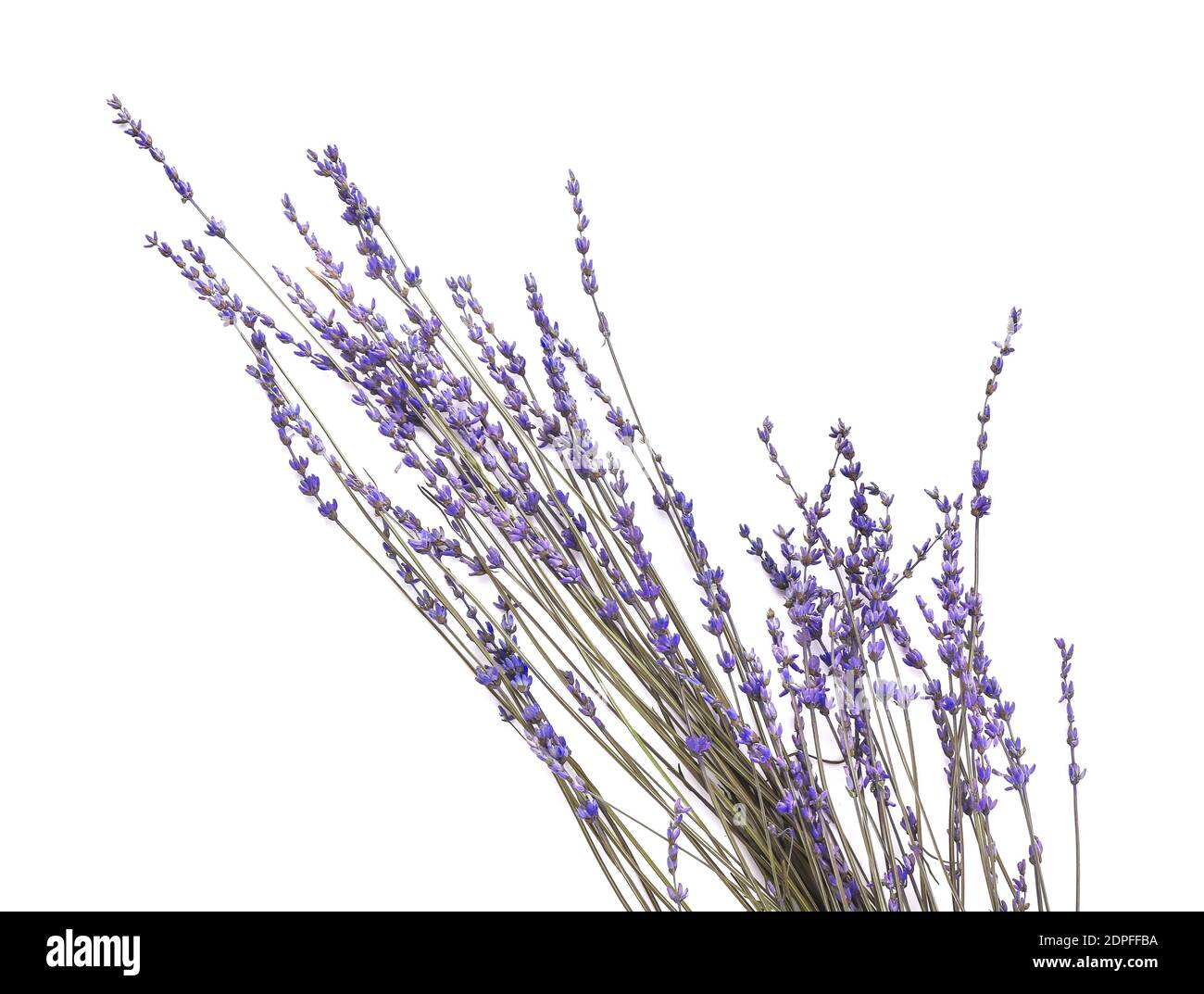 Beautiful lavender flowers on white background Stock Photo - Alamy