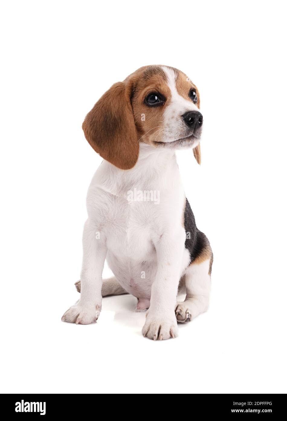 Puppy funny beagle Cut Out Stock Images & Pictures - Alamy