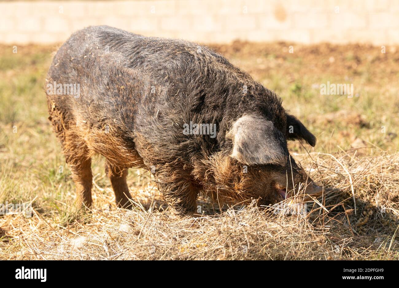 Wooly pig farm hi-res stock photography and images - Alamy