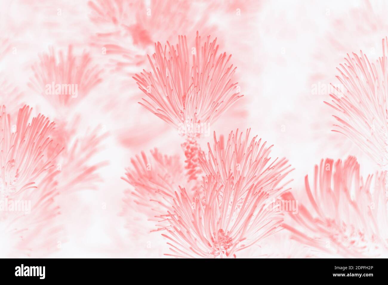 Light coral color abstract background with pine tassels pattern Stock ...