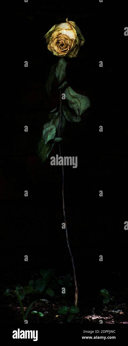 A yellow, dying rose. its leaves have started to shrivel up and its ...