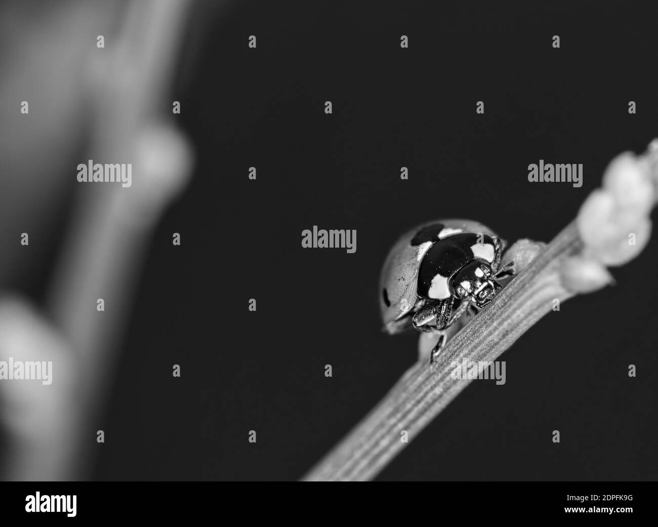 Dead ladybug hi-res stock photography and images - Alamy