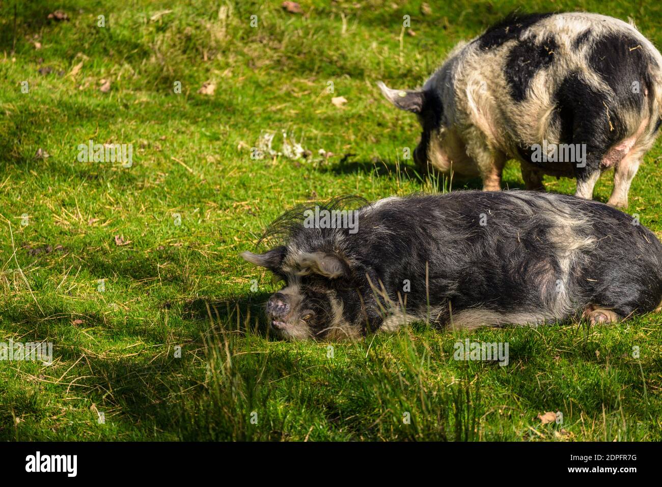 Pig fat hi-res stock photography and images - Alamy