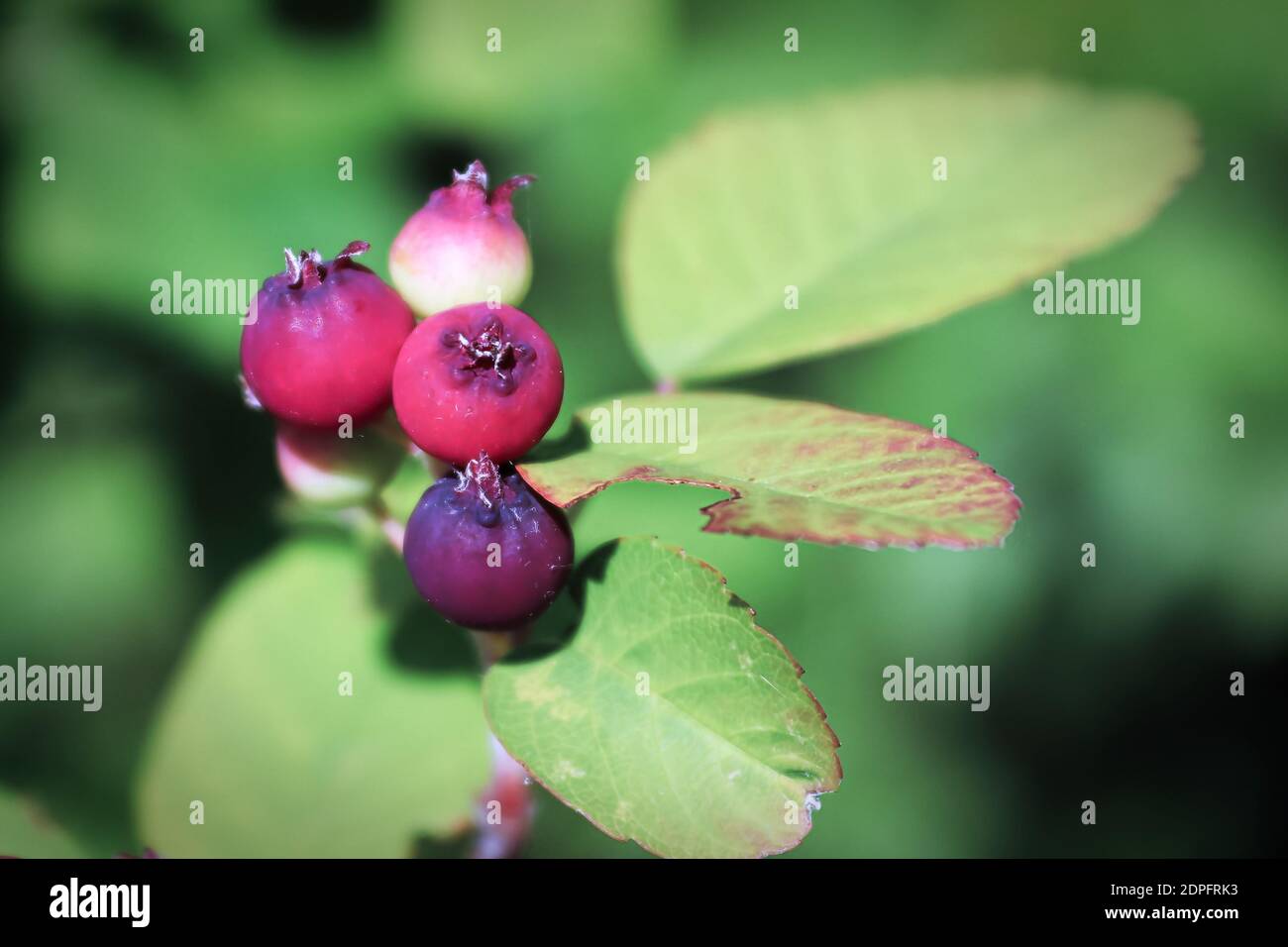 Saskatoon berry tree hi-res stock photography and images - Alamy