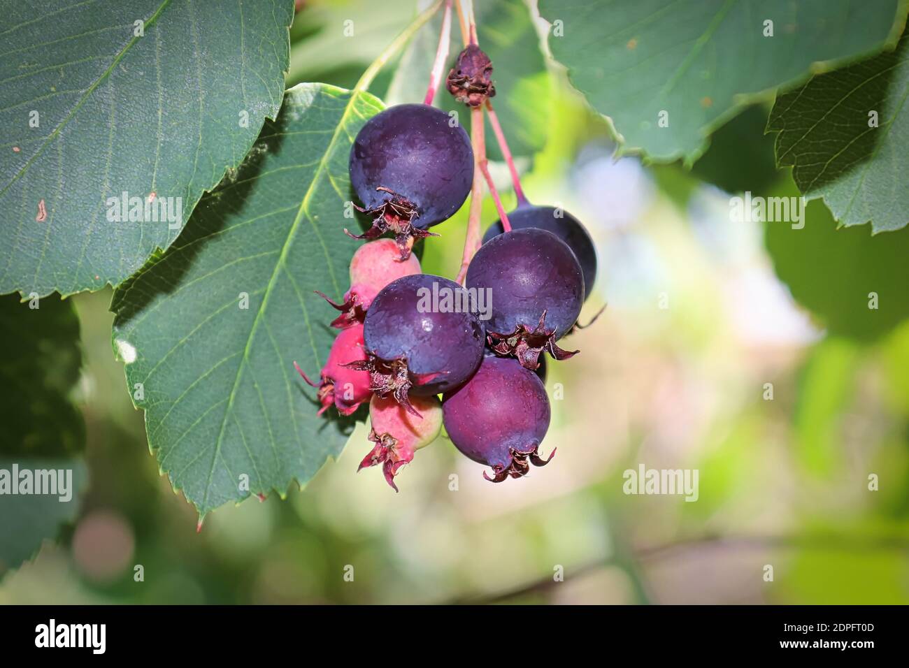 Saskatoon berry tree hi-res stock photography and images - Alamy