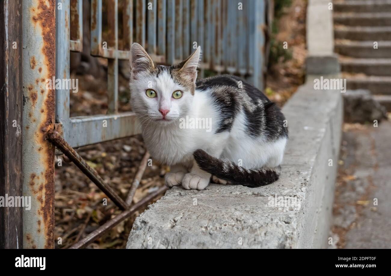 Mottled kitty hi-res stock photography and images - Alamy