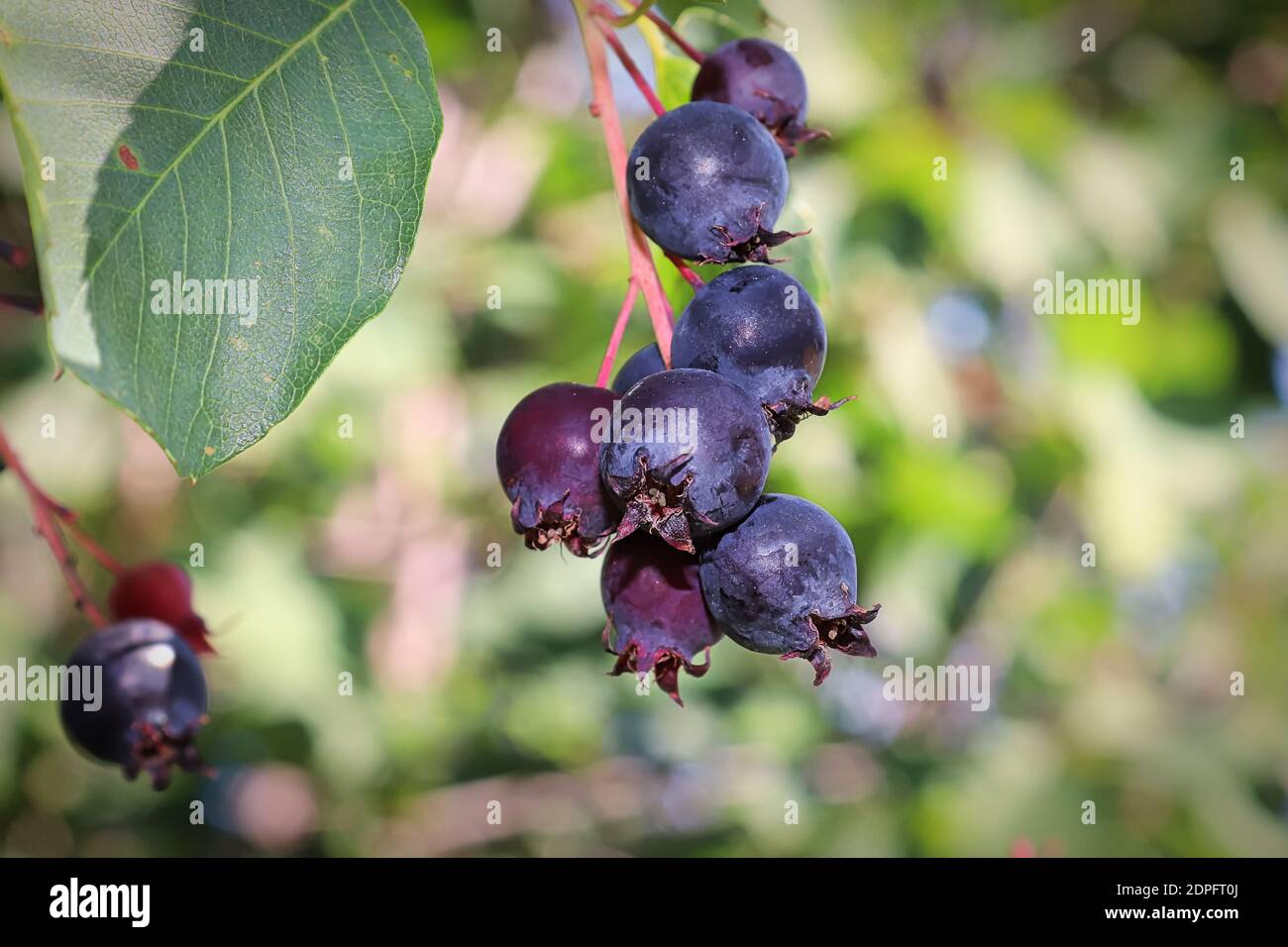 Drooping at a branch hi-res stock photography and images - Alamy