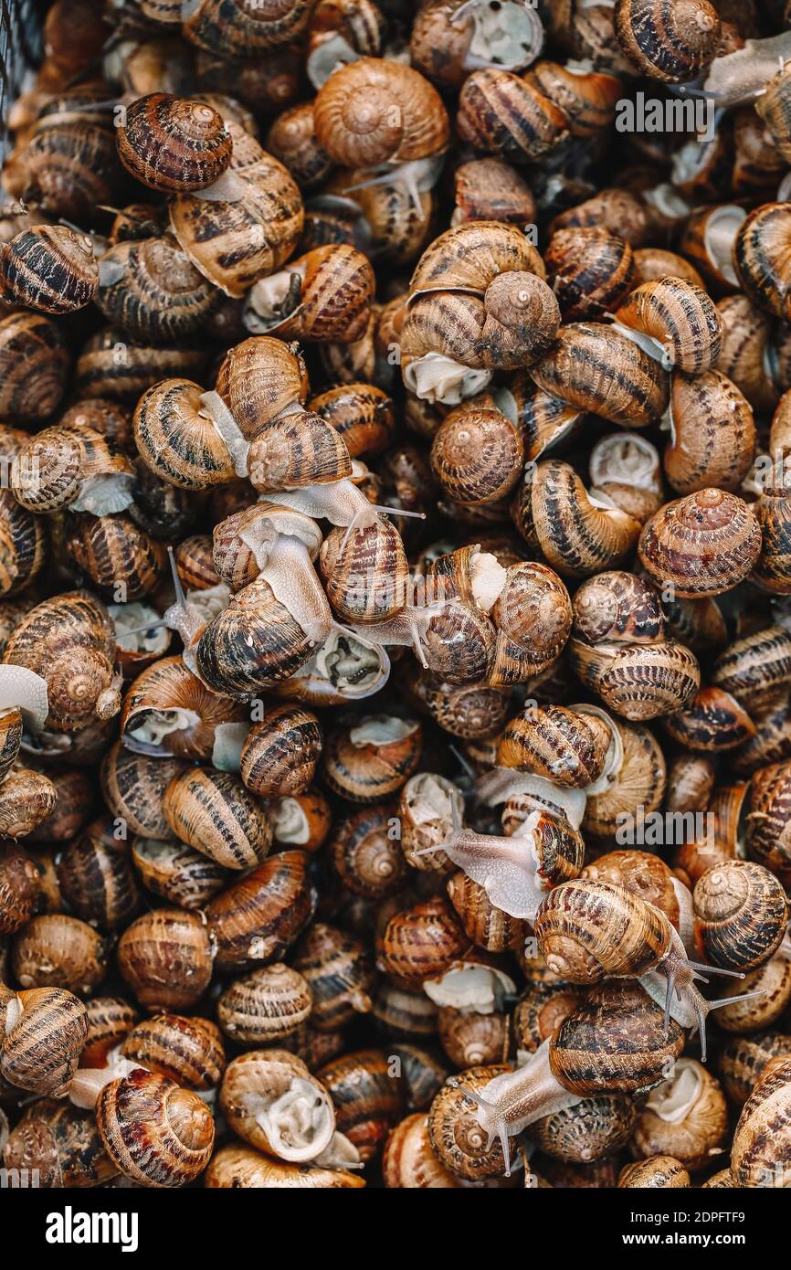 Many snails as background, top view Stock Photo - Alamy