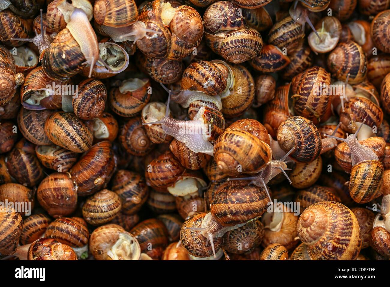 Many snails as background, top view Stock Photo - Alamy