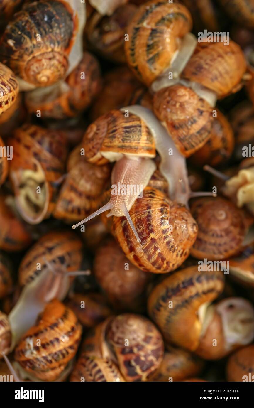 Many snails as background, top view Stock Photo - Alamy