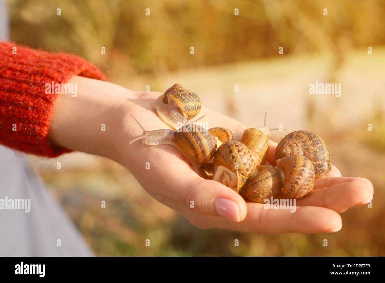 Worker at snail farm, closeup Stock Photo - Alamy
