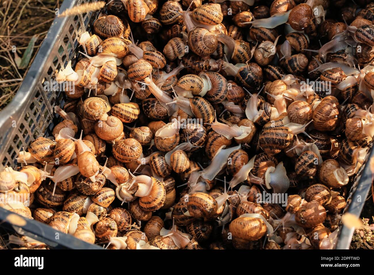 Many snails in box at the farm Stock Photo - Alamy